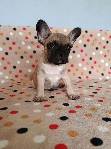 FRANCUSKI BULDOG
