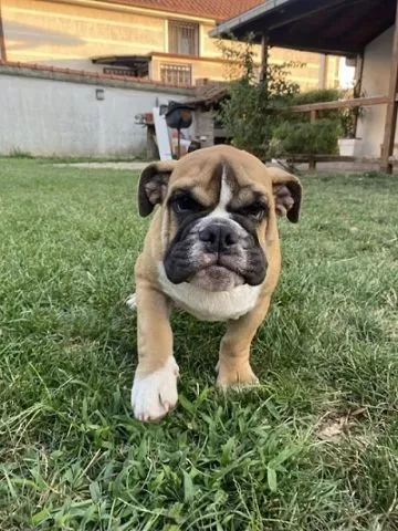 ENGLESKI BULDOG