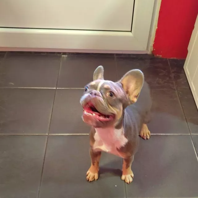 FRANCUSKI BULDOG