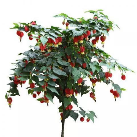 ABUTILON CRVENI