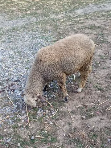 MUŠKI JAGANJCI
