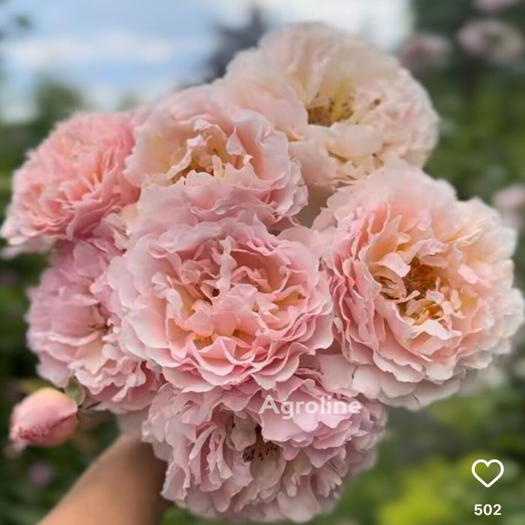 Printseza Tsharlene de Monako® Rose