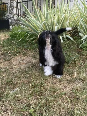Kineski Ćubasti pas - štenci
