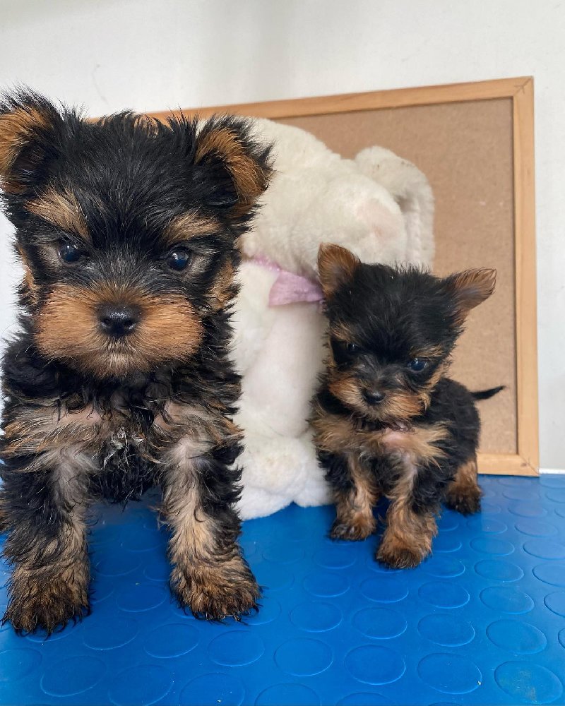 Преслатки јоркширски штенци спремни за нови дом.