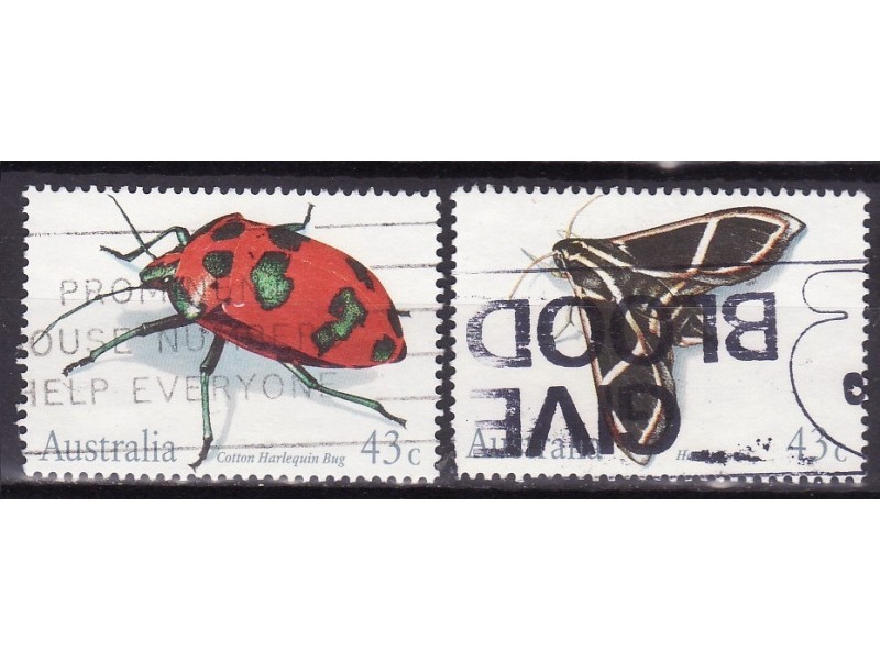 Australija - bube, leptiri