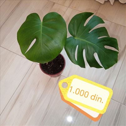 Cveće monstera deliciosa