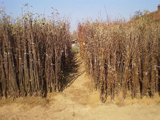 Rasadnik Nastic Saše prodaja voćnih sadnica