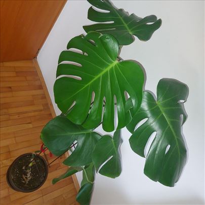 filadendron