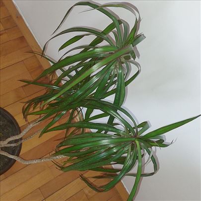 zdrava dracena