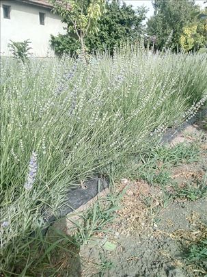 Lavanda sadnice Lavande (medicinska), 30cm visine