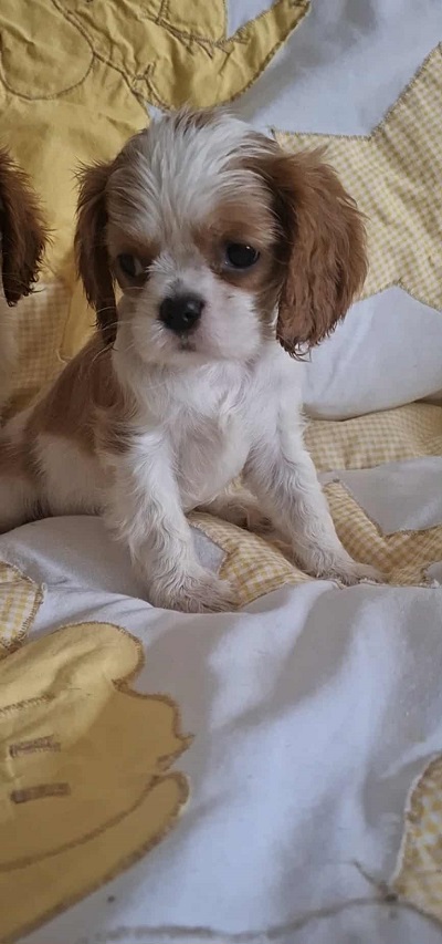 Cavalier King Charles štenci