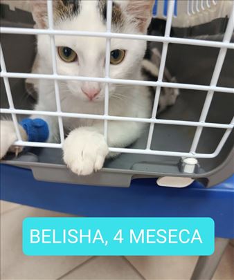 Razigrano, umiljato mace Belisa trazi dom