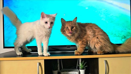 Maine Coon, mače