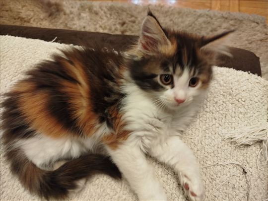 Maine Coon mače ženka