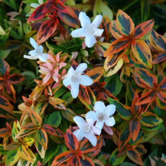 Abelia x grandiflora Kaleidoscope