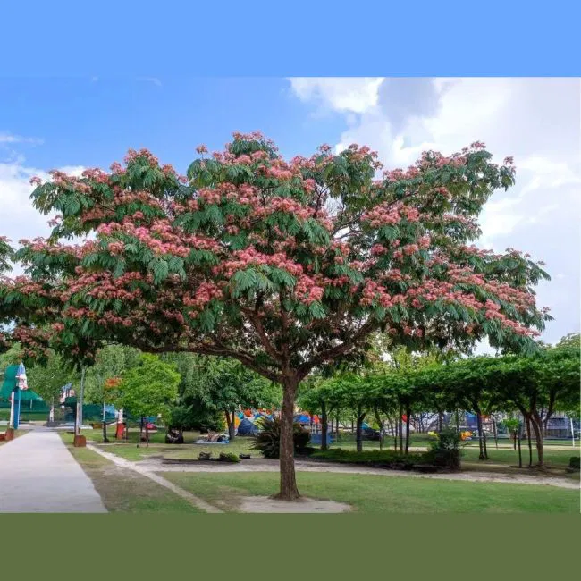 Albizia julibrissin Tropical Dream