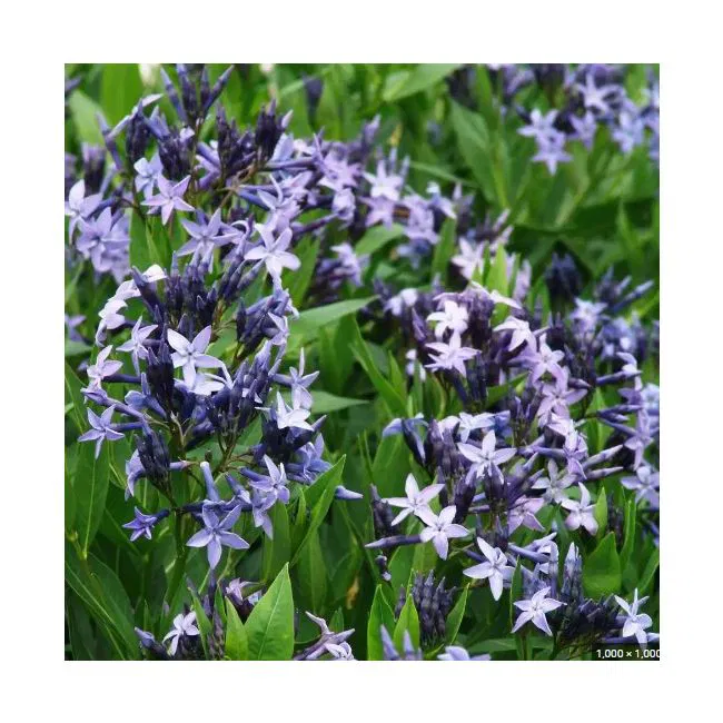 Amsonia Hubrichtii