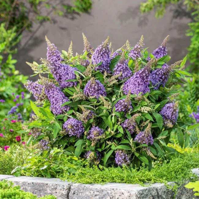 Buddleja davidii Butterfly Candy Lila Sweetheart