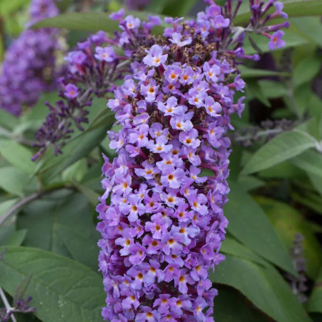 Buddleja davidii Dreaming Purple