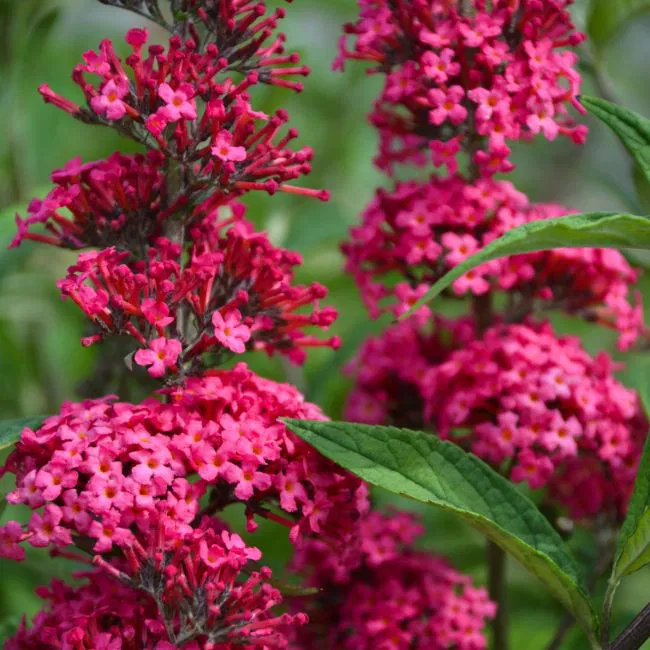 Buddleja davidii Prince Charming