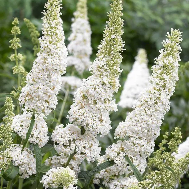 Buddleja davidii White Profusion