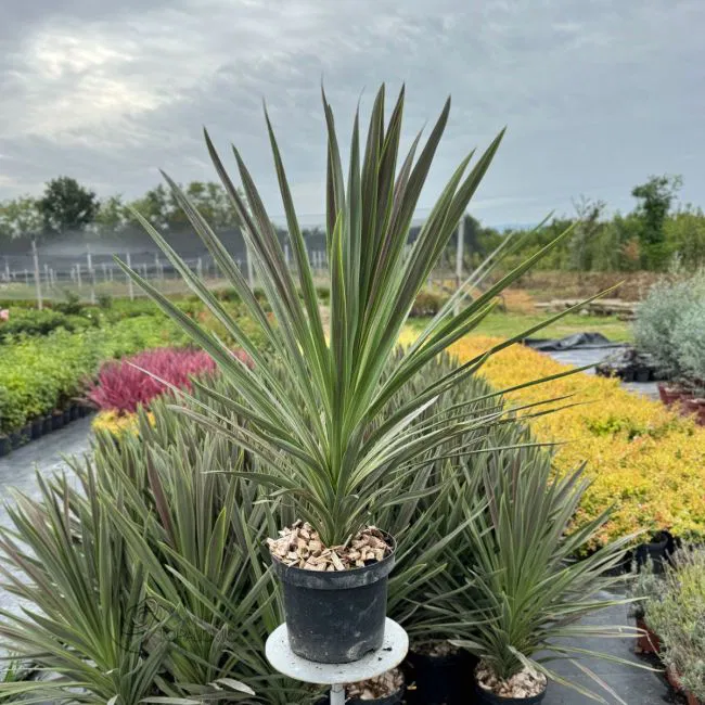 Cordyline australis ’Cnoc Mint’
