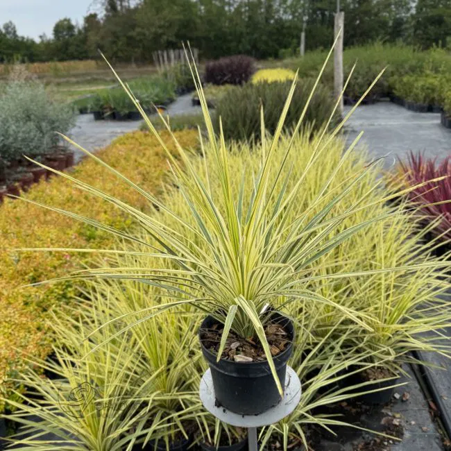 Cordyline australis ’Lime Passion’