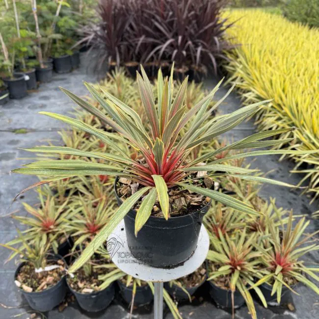 Cordyline australis ’Magic Star’