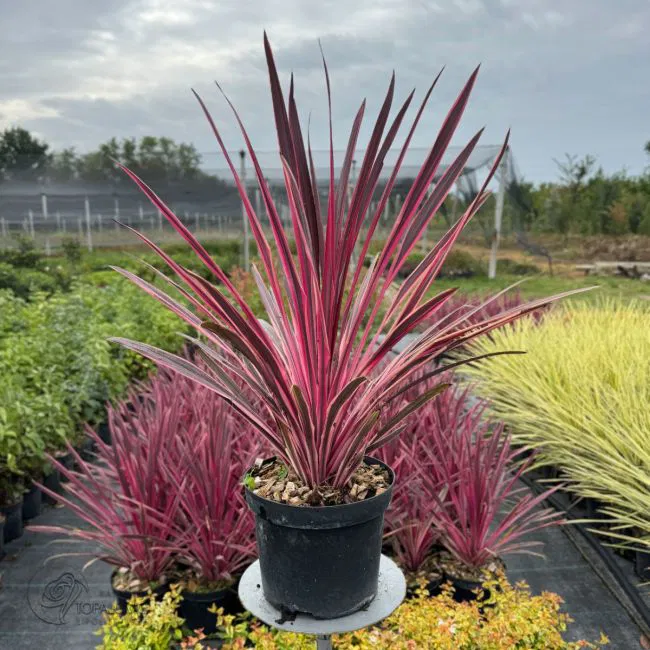 Cordyline australis ’Pink Passion’