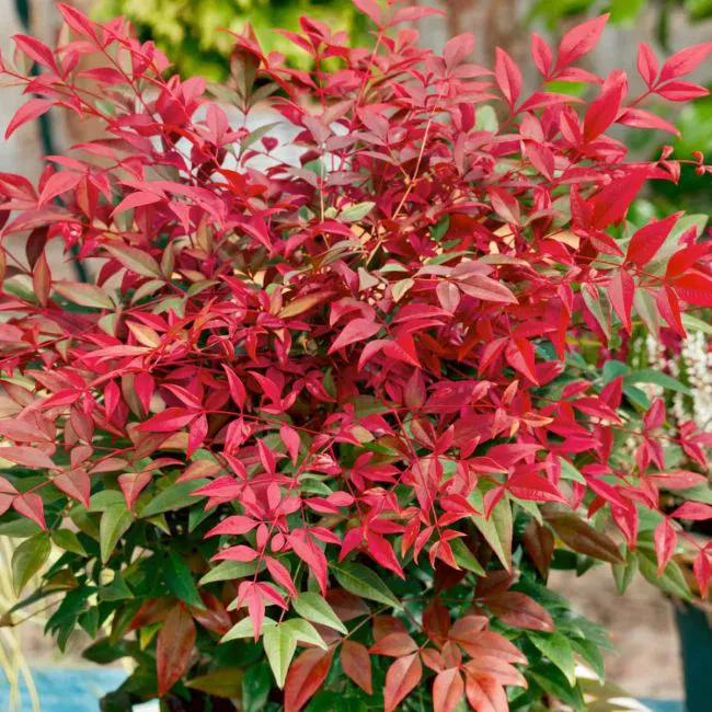 Nandina dom. 'Obsessed'