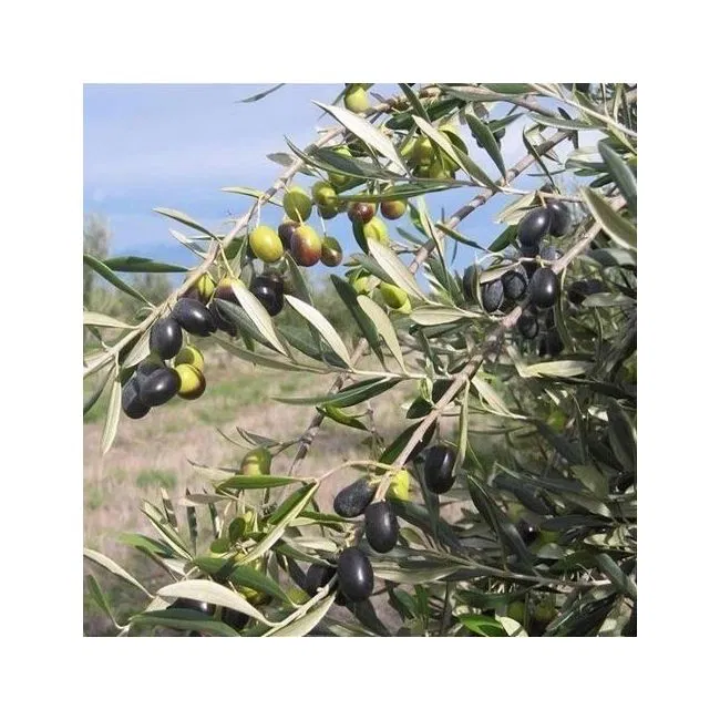 Olea europea Cipressiono