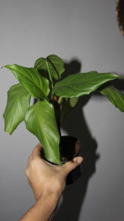 Aglaonema modestum - dve biljke u saksiji-