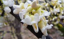 Judino drvo - Cercis siliquastrum alba