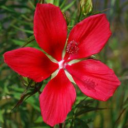 Močvarni hibiscus Crveni - Coccineus red
