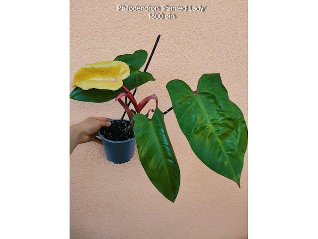 Philodendron `Painted Lady`