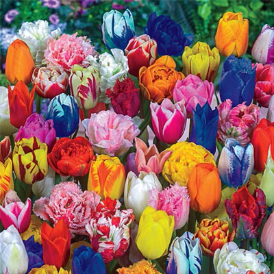 Lale mix – 30 lukovica