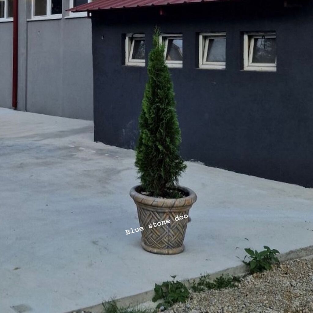 Saksija