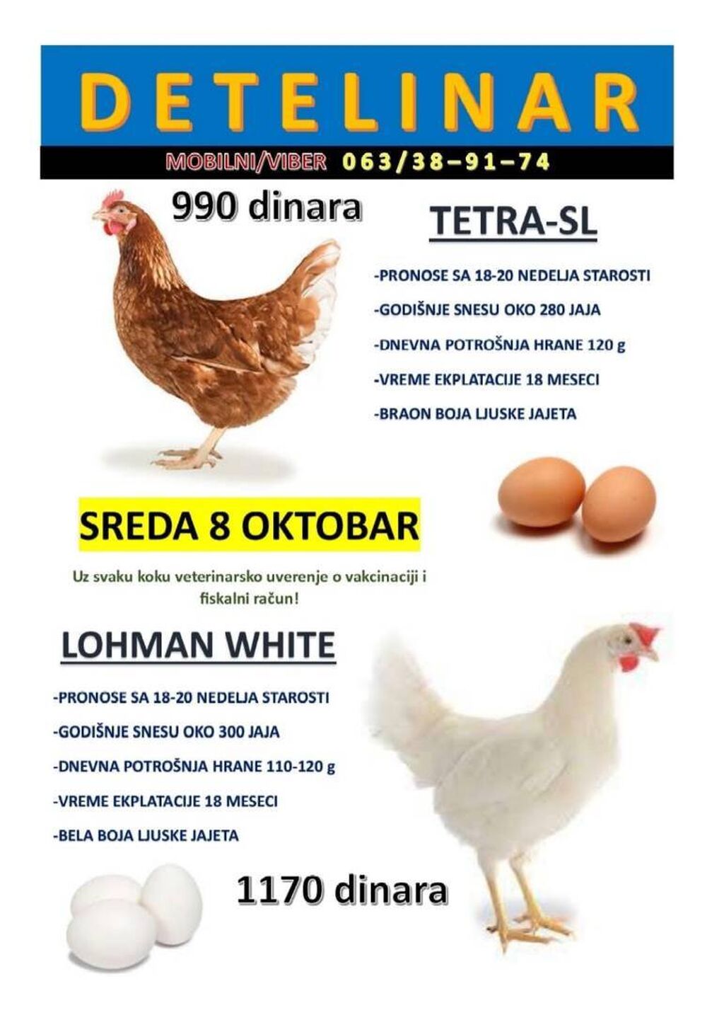 Mlade koke nosilje Tetra-SL i Lohman white! Prevozimo do kucne adrese