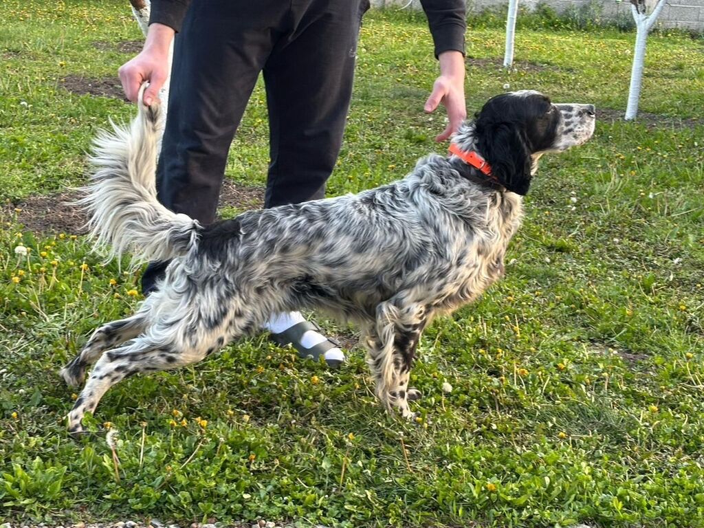 Na prodaju stenci engleskog setera. Stenci su iz vrhunskog legla