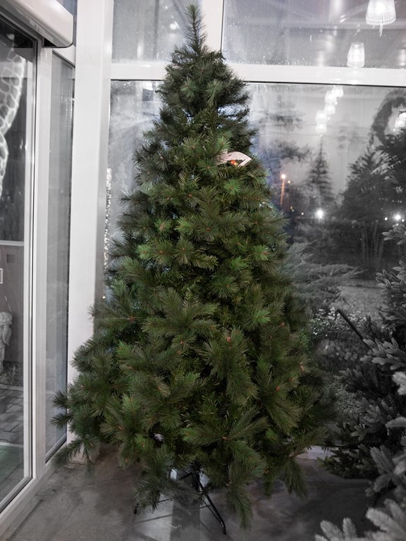 Novogodišnja jelka Vancuver Pine