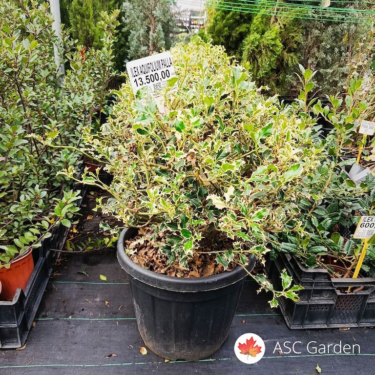 Ilex aquifolium 50 cm