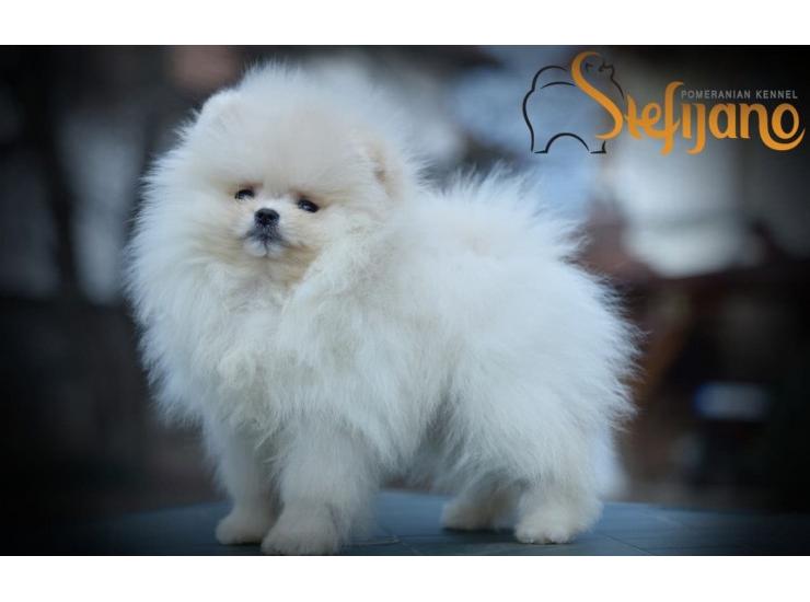 Pomeranac Boo, zenkica,3 mes