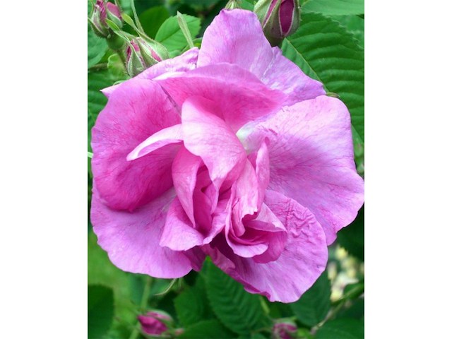 Majska ruža - Rosa Damascena 4.god.