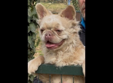 Francuski buldog, zenka u teranju
