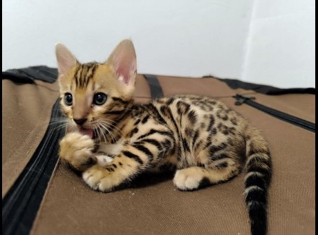 Bengalske macke, bengalsko mace