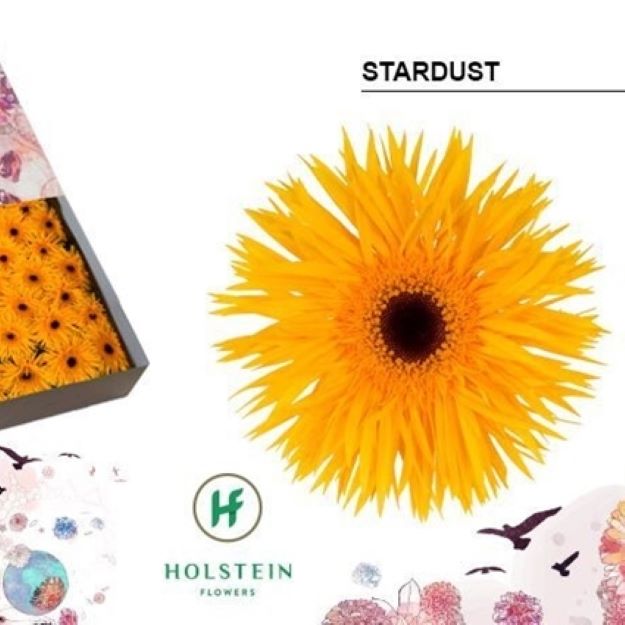 Gerbera Gr Stardust
