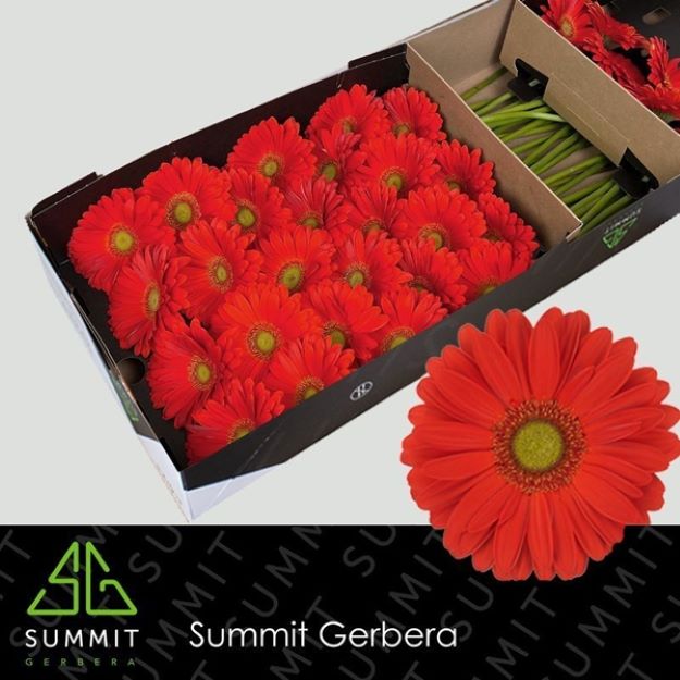 Gerbera Gr Tangerine