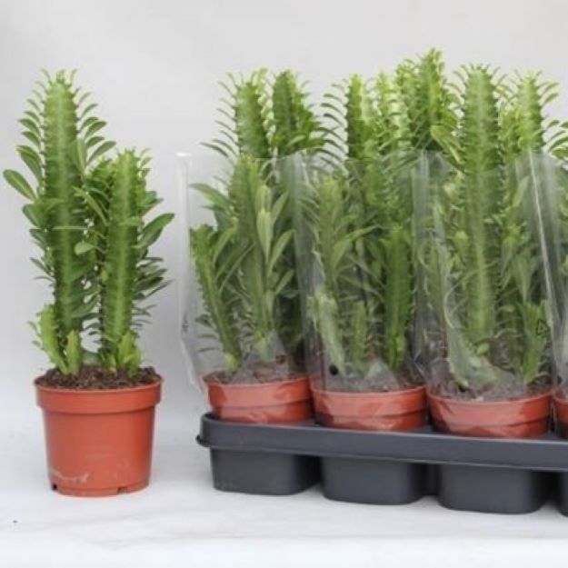 Euphorbia trigona