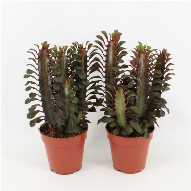 Euphorbia trigona Rubra 50cm