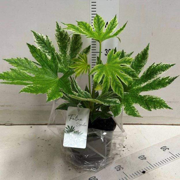 Fatsia Japonica variegata 50cm